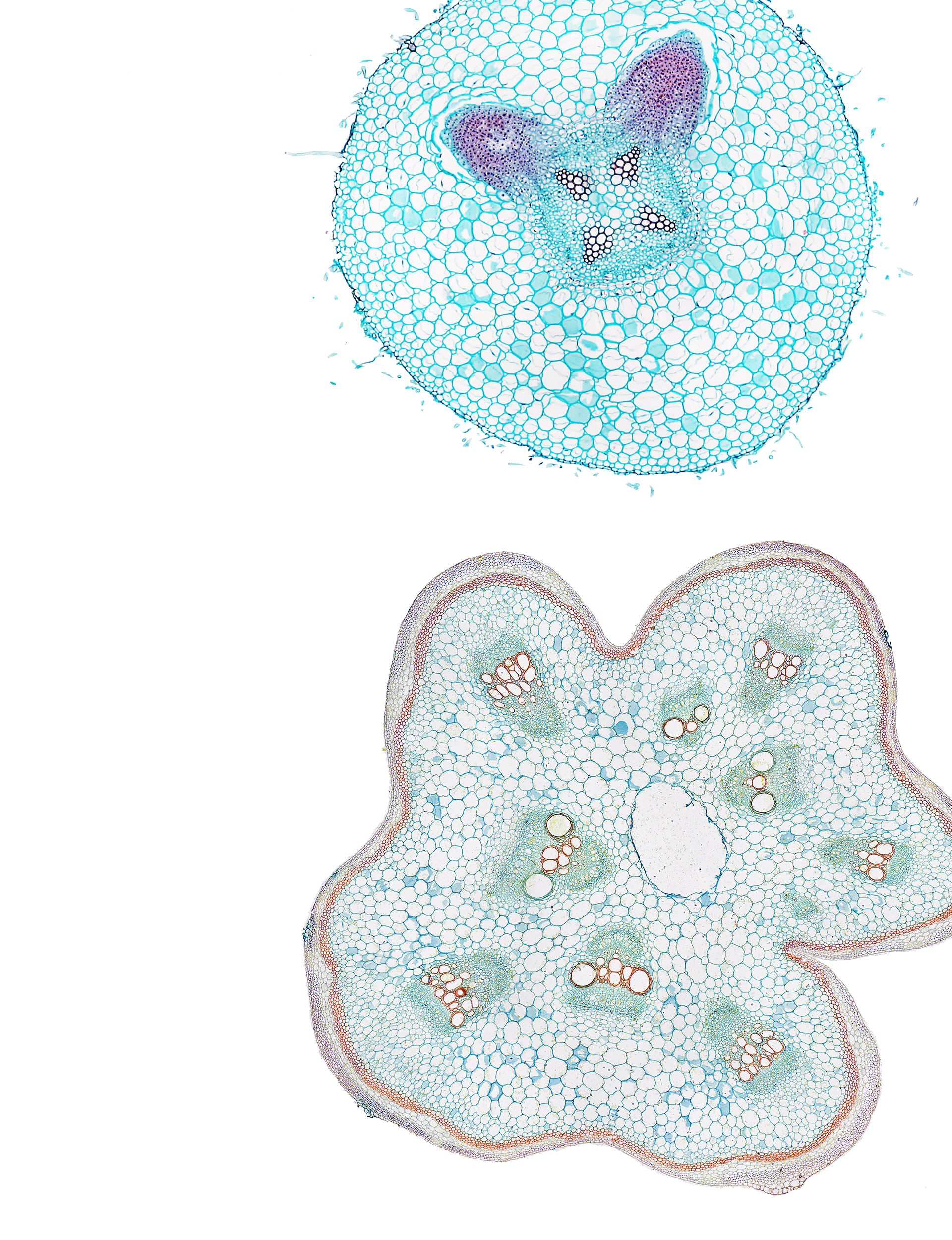 home-2-microscope-min – Xecta Digital Labs